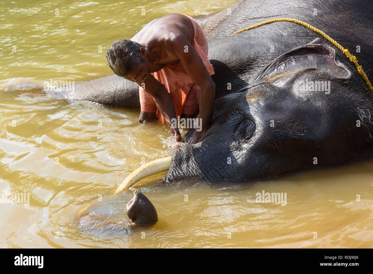 Washing the elephants at Kottoor Kappukadu Elephant rehabilitation ...