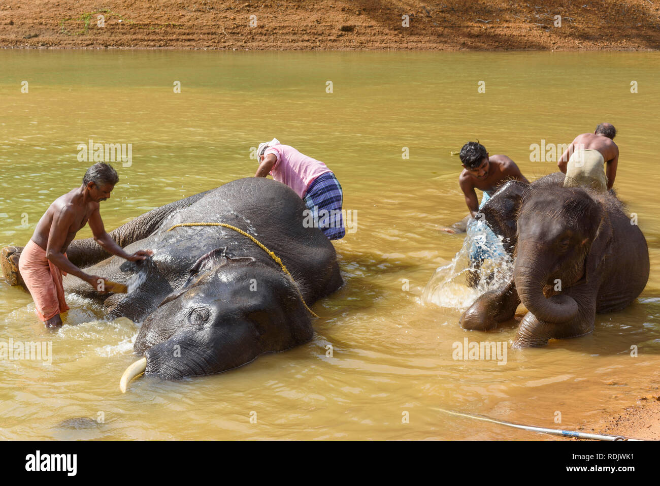 Elephant bathing and kerala hi-res stock photography and images - Alamy