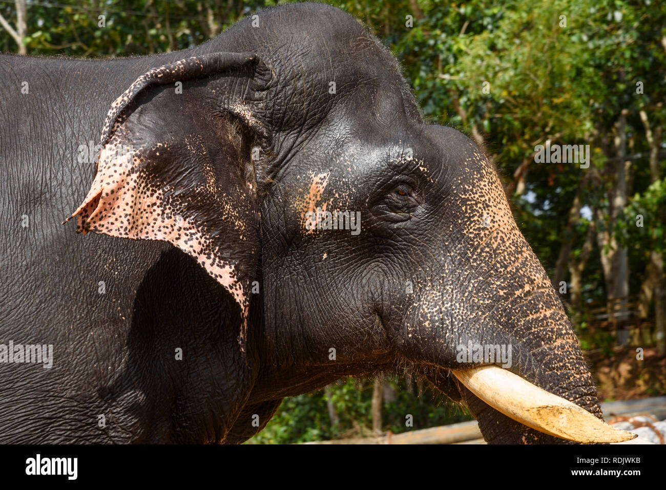 Kerala Elephant High Resolution Stock Photography and Images - Alamy