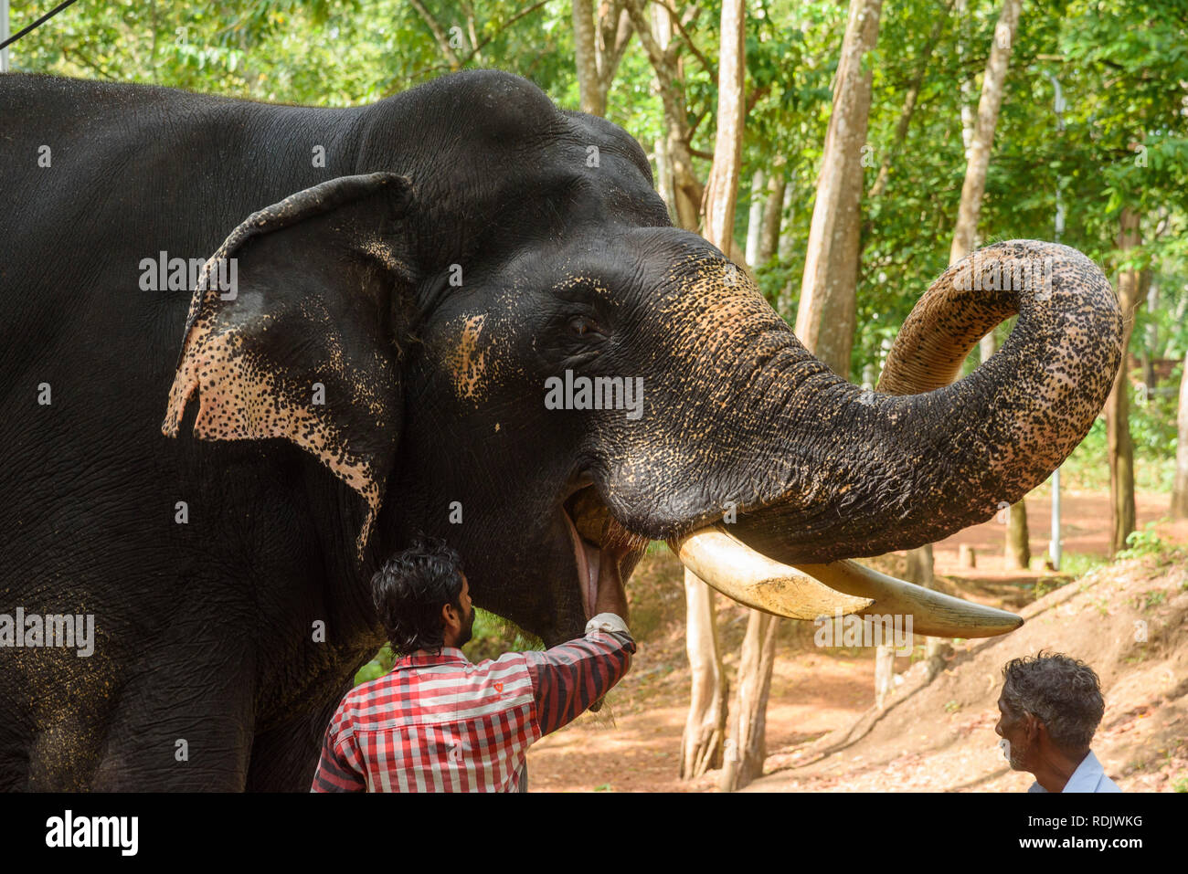 Feeding the elephants at Kottoor Kappukadu Elephant rehabilitation ...