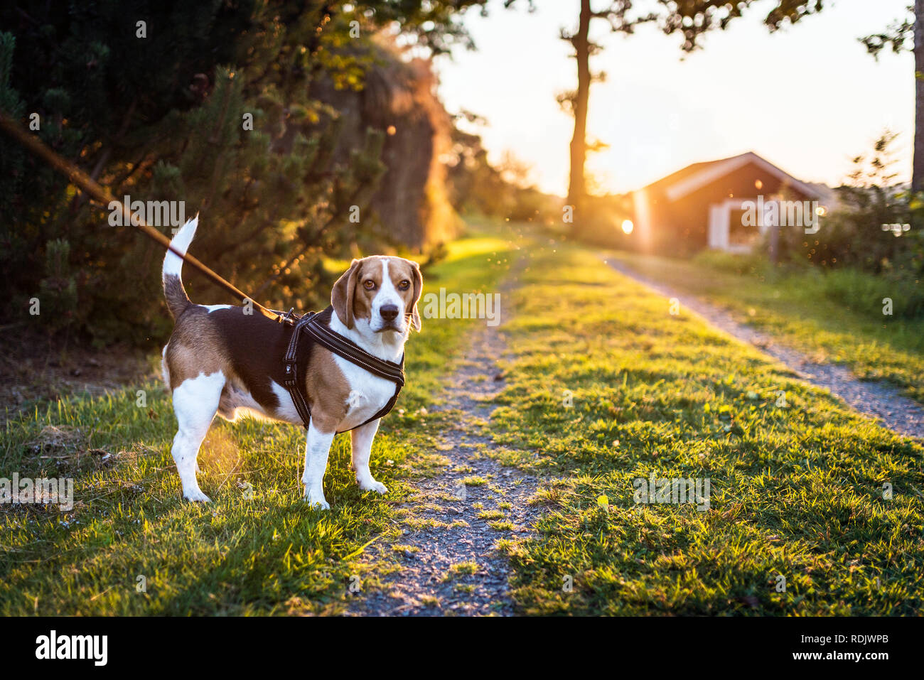 Dog on leash Stock Photo - Alamy