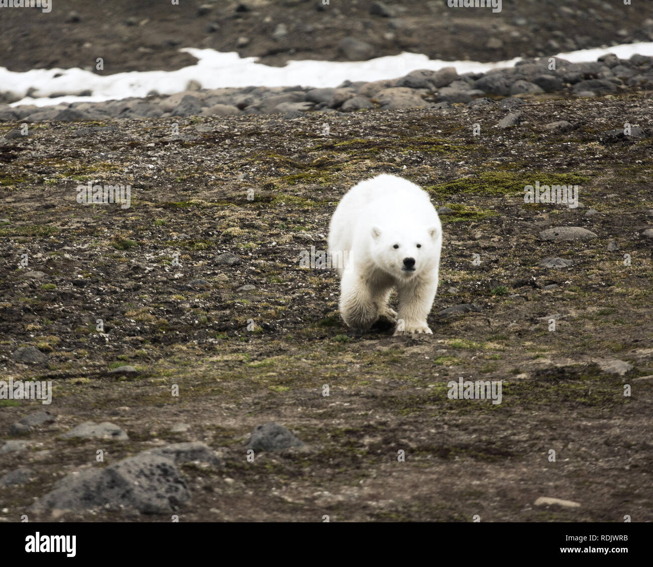 Polar bear on Northbrook island (Franz Josef Land). Overwhelming ...