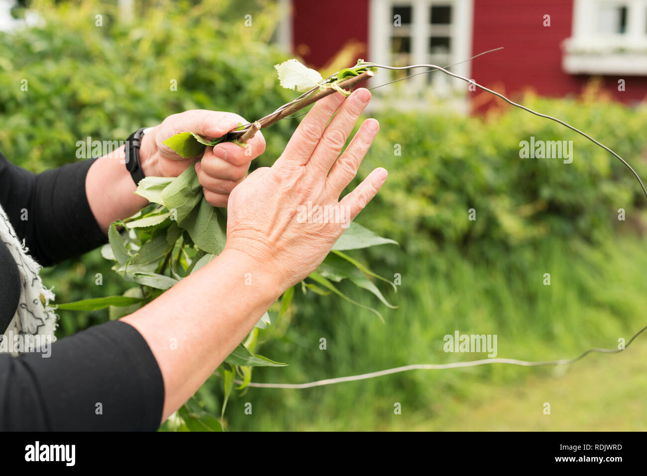 Woman holding branch and metal wire Stock Photo - Alamy
