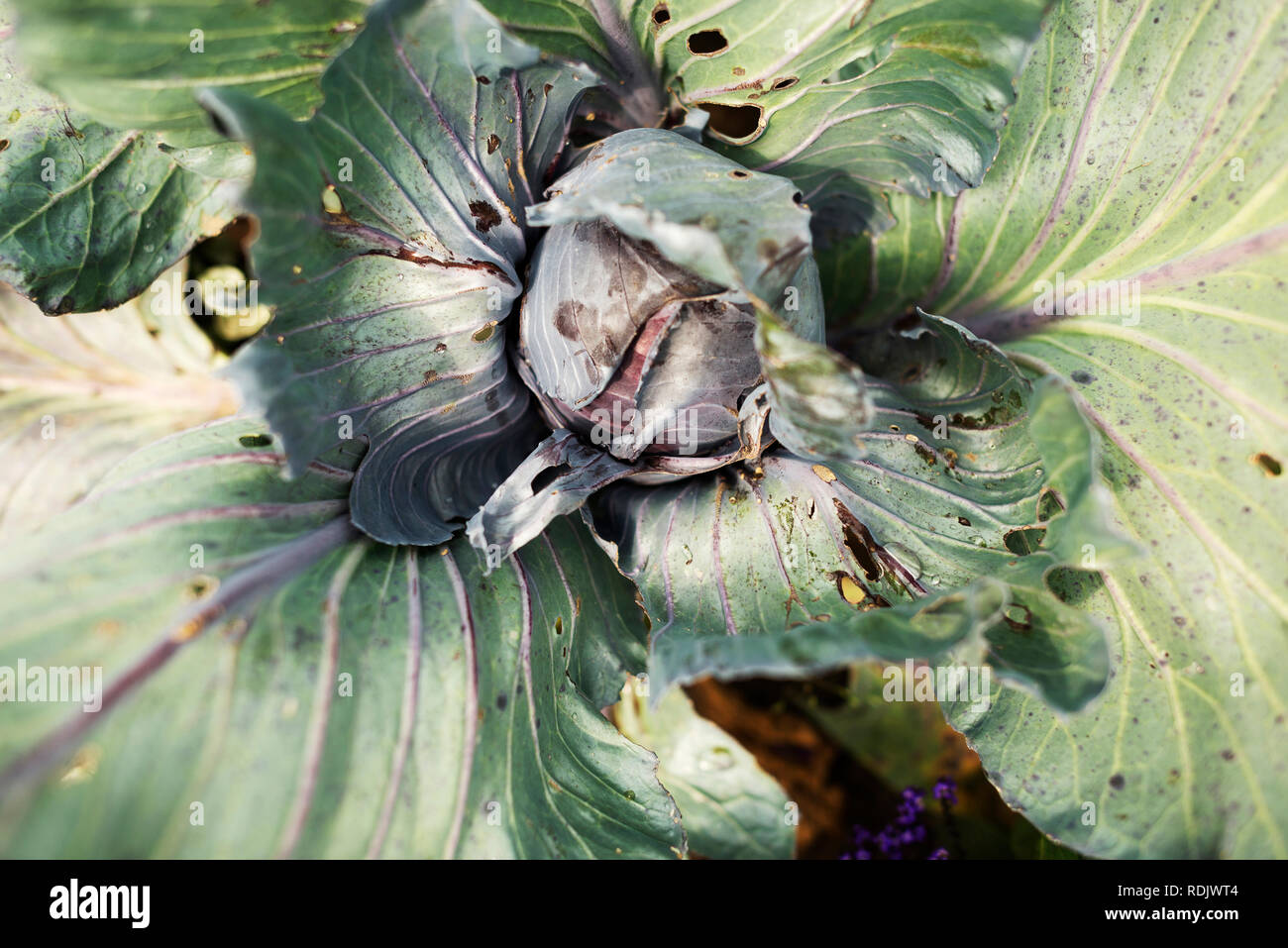 Diseased plants hi-res stock photography and images - Alamy