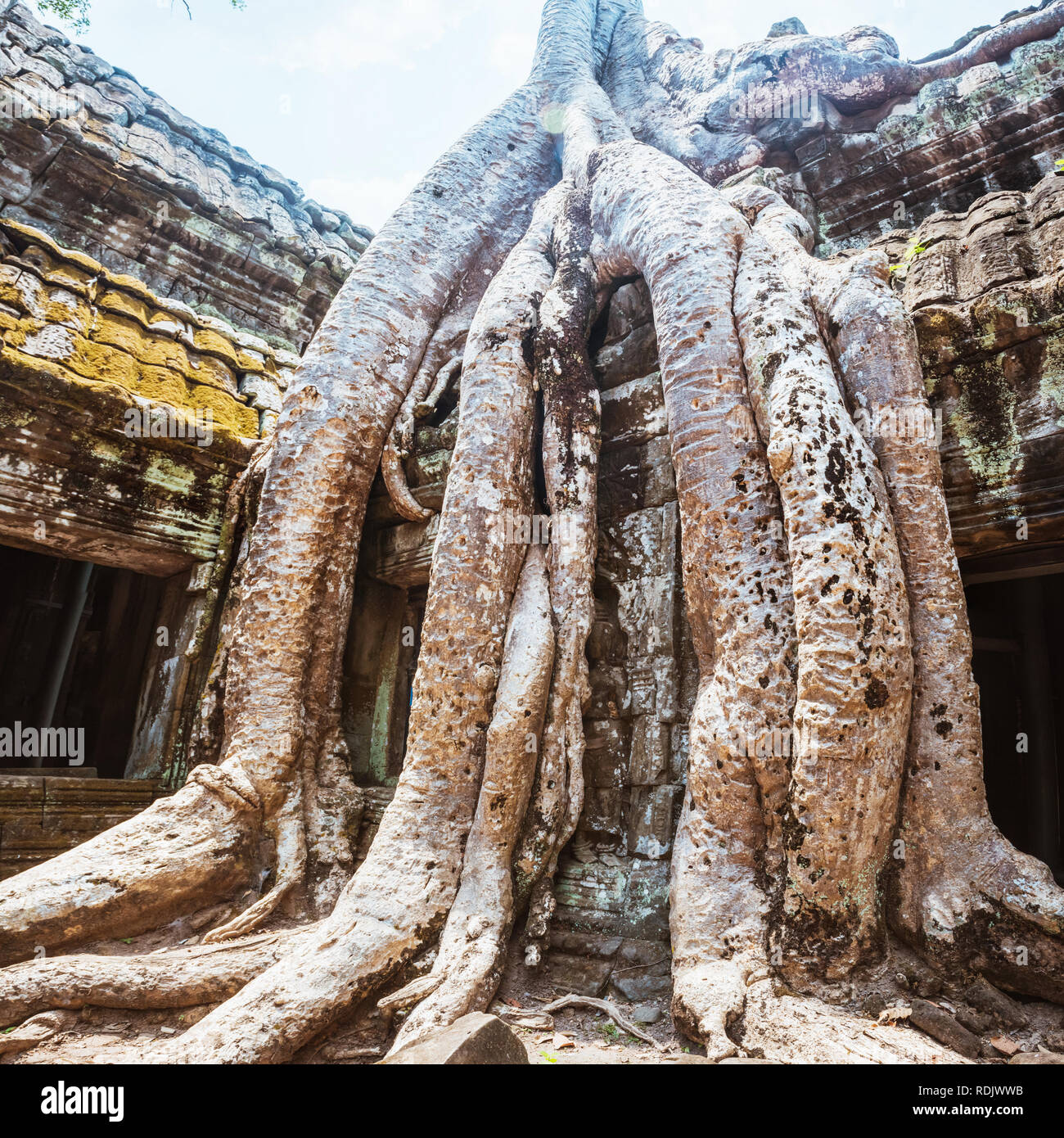 Cambodia jungle tree roots temple hi-res stock photography and images ...