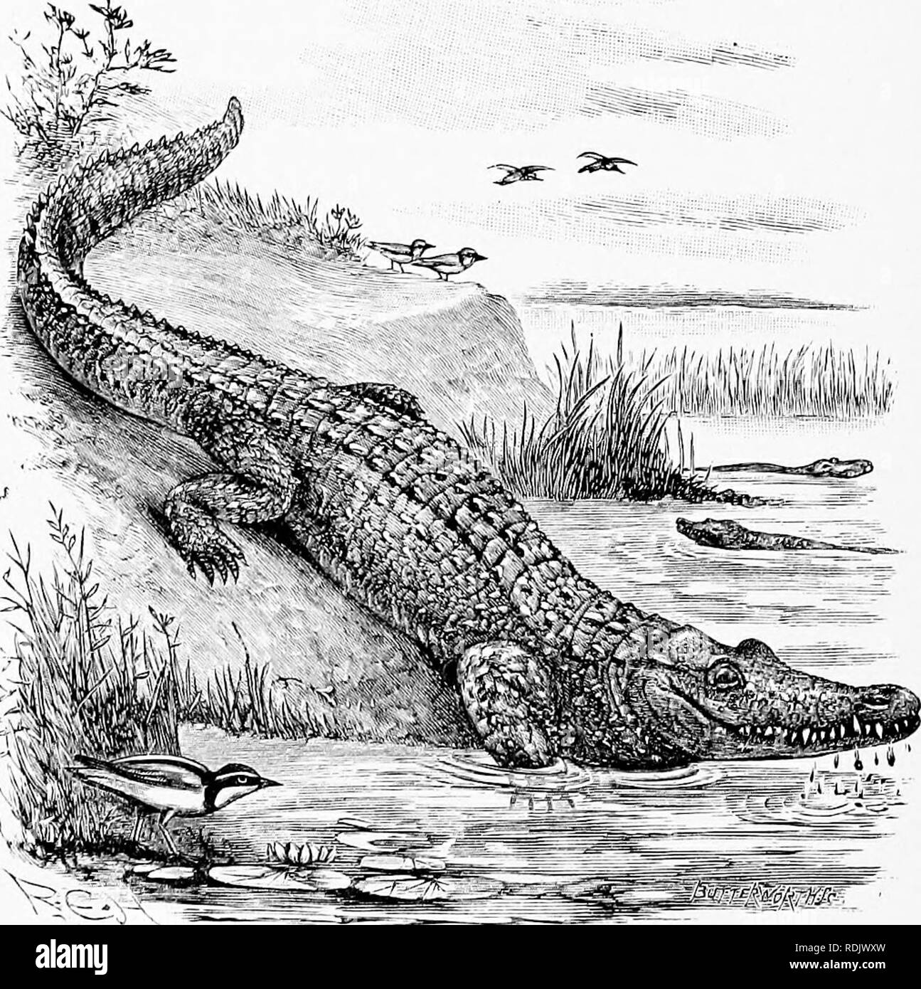 . Man and beast in eastern Ethiopia : From observations made in British ...