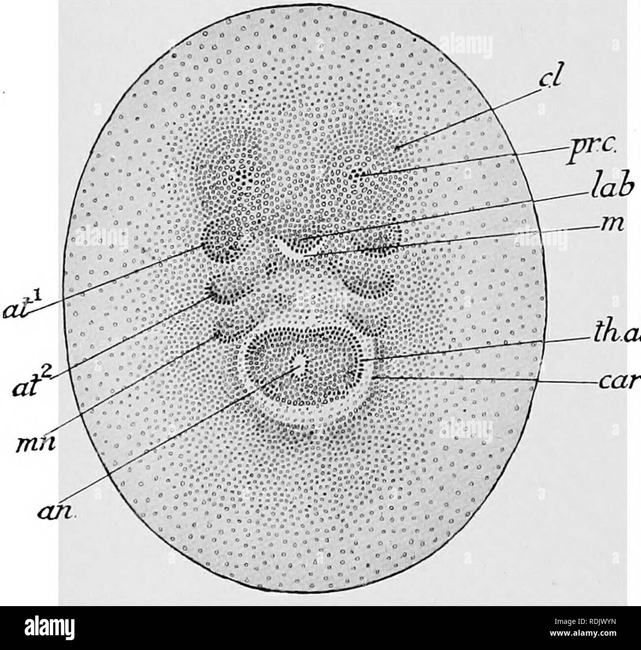 Cephalic lobes Black and White Stock Photos & Images - Alamy