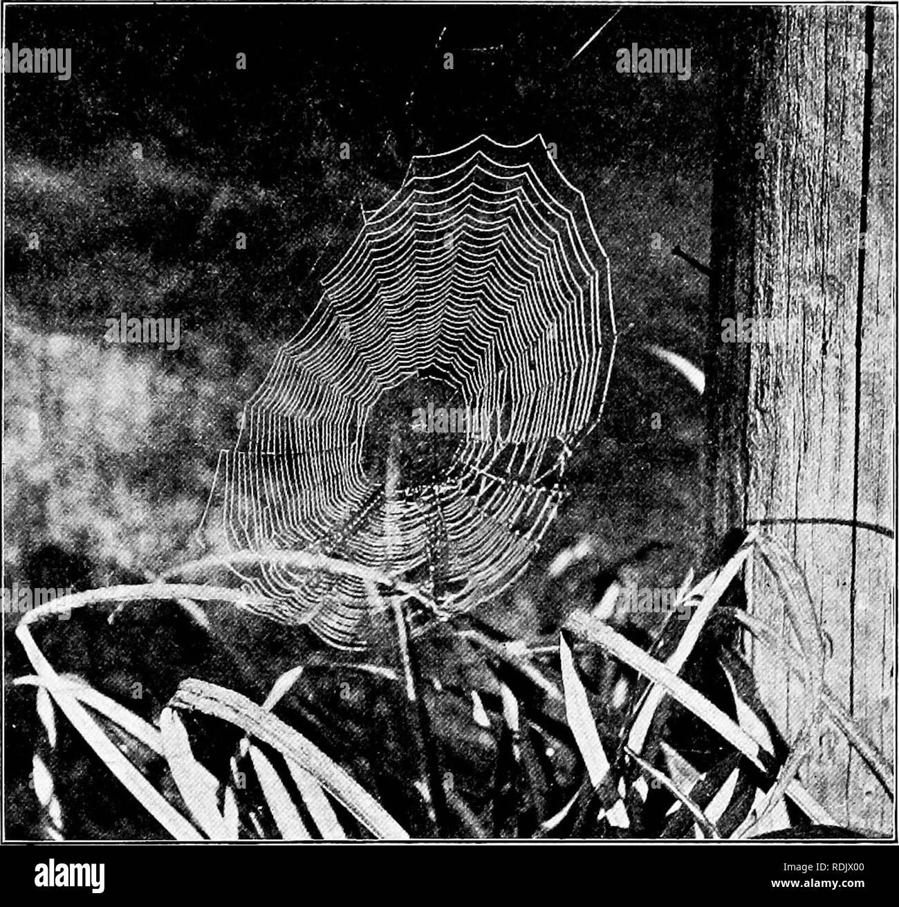Dewy spider web Black and White Stock Photos & Images - Alamy