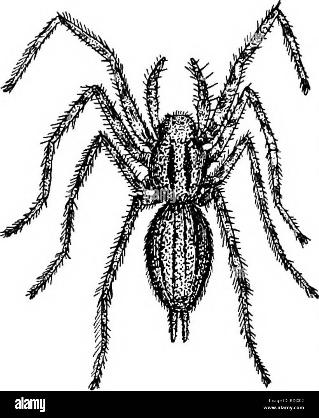 Bottom of spider Black and White Stock Photos & Images - Alamy
