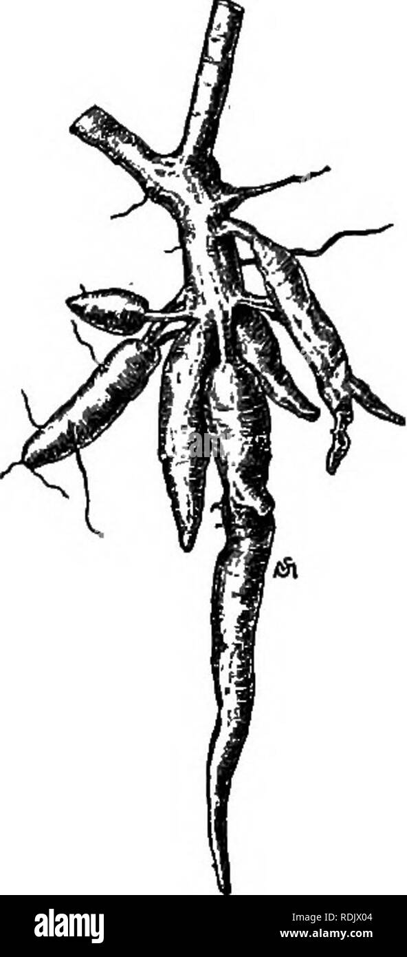 . Essentials of botany. Botany; Botany. Fig. 229. A Twig and Cluster of ...
