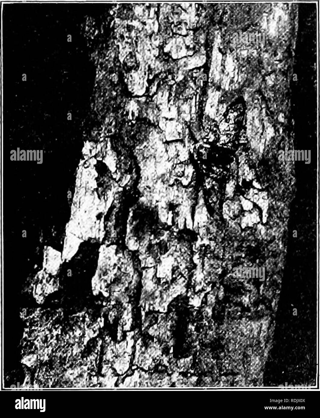 Insects that look like bees hi-res stock photography and images - Alamy