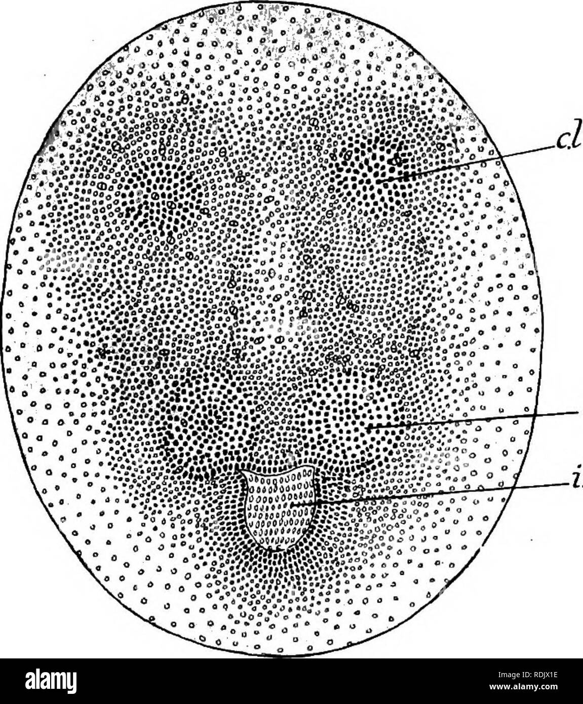 Cephalic lobes Black and White Stock Photos & Images - Alamy