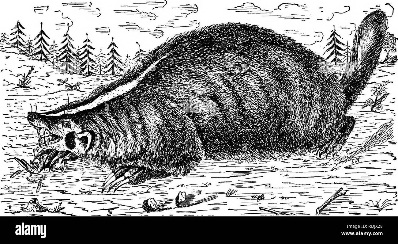 Save the badger Black and White Stock Photos & Images - Alamy