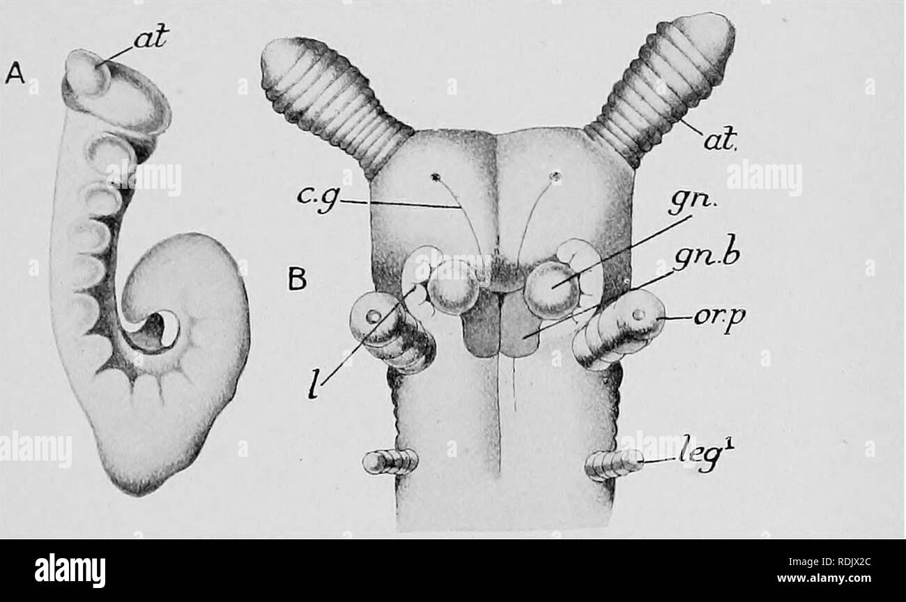 Perch Heart Diagram Labeled