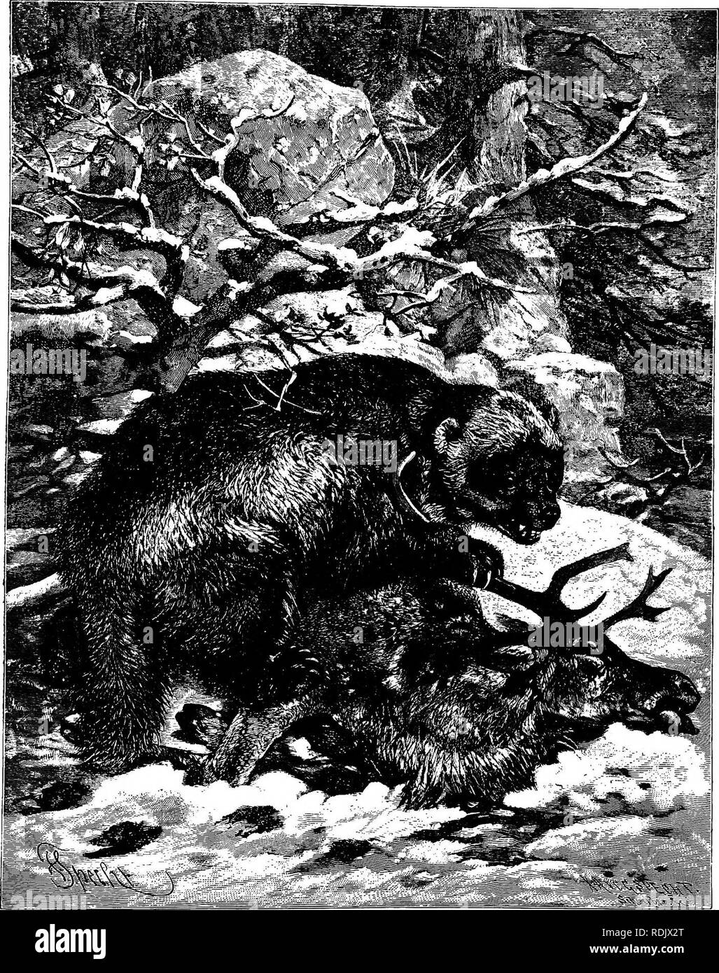 . The animals of the world. Brehm's life of animals;. Mammals. THE ...