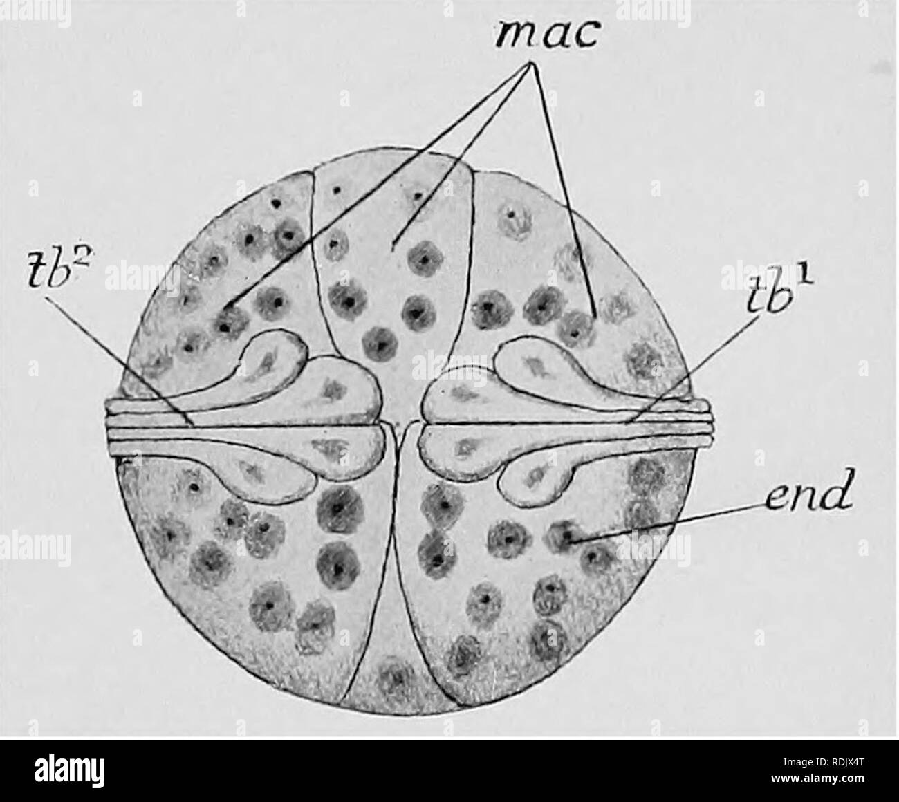 . Text-book of embryology. Embryology. VII ANNELIDA 161 may say at once ...