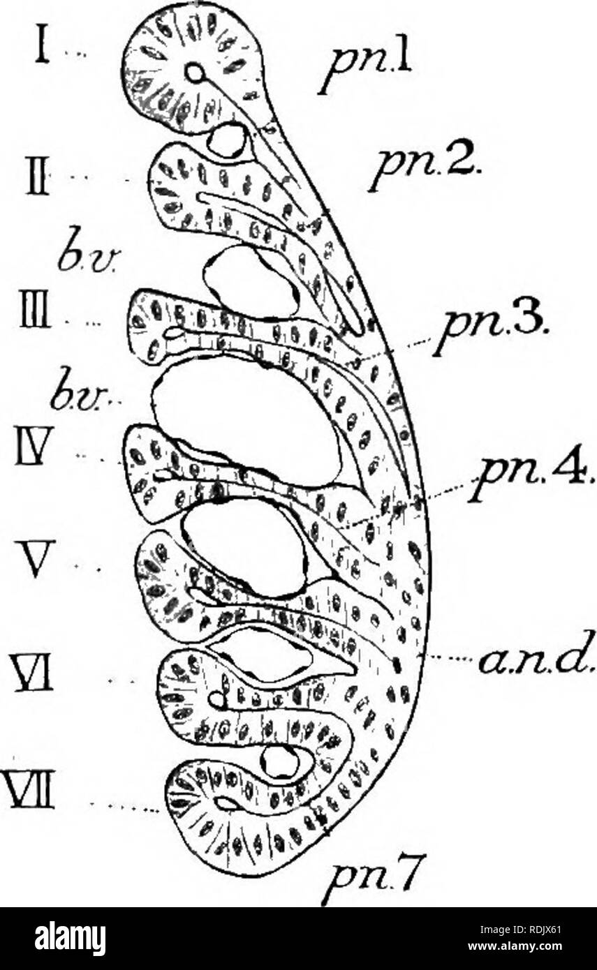 . Text-book of embryology. Embryology. IV PEONEPHEOS 237 lumen. The ...