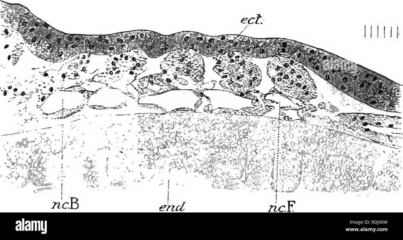 . Text-book of embryology. Embryology. Â£"â h Fig. 126.âDorsal view of ...