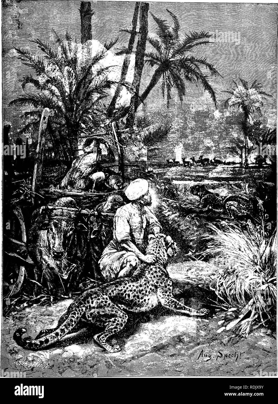 . The animals of the world. Brehm's life of animals;. Mammals. CHEETAH ...