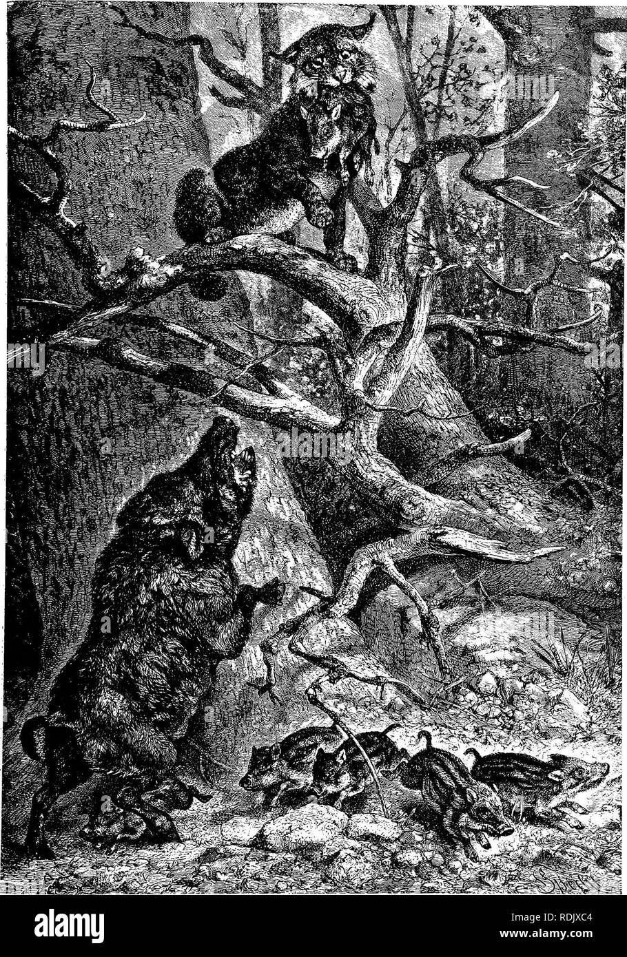 . The animals of the world. Brehm's life of animals;. Mammals. THE ...