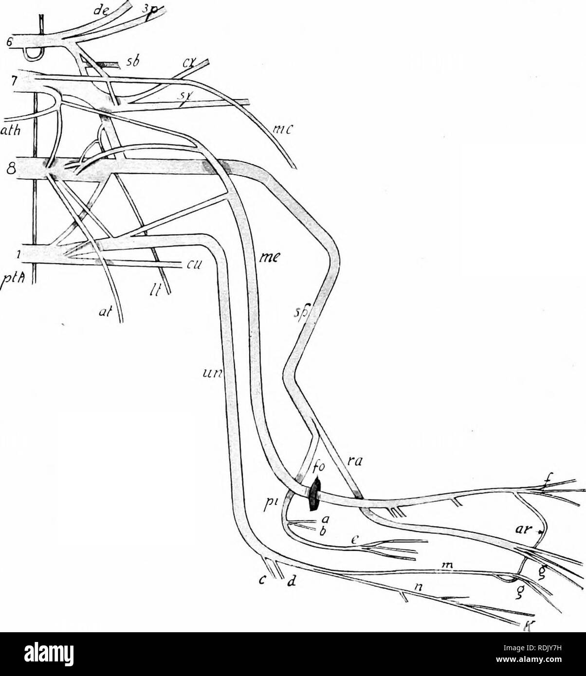 Brachial Plexus Nerves In Cat