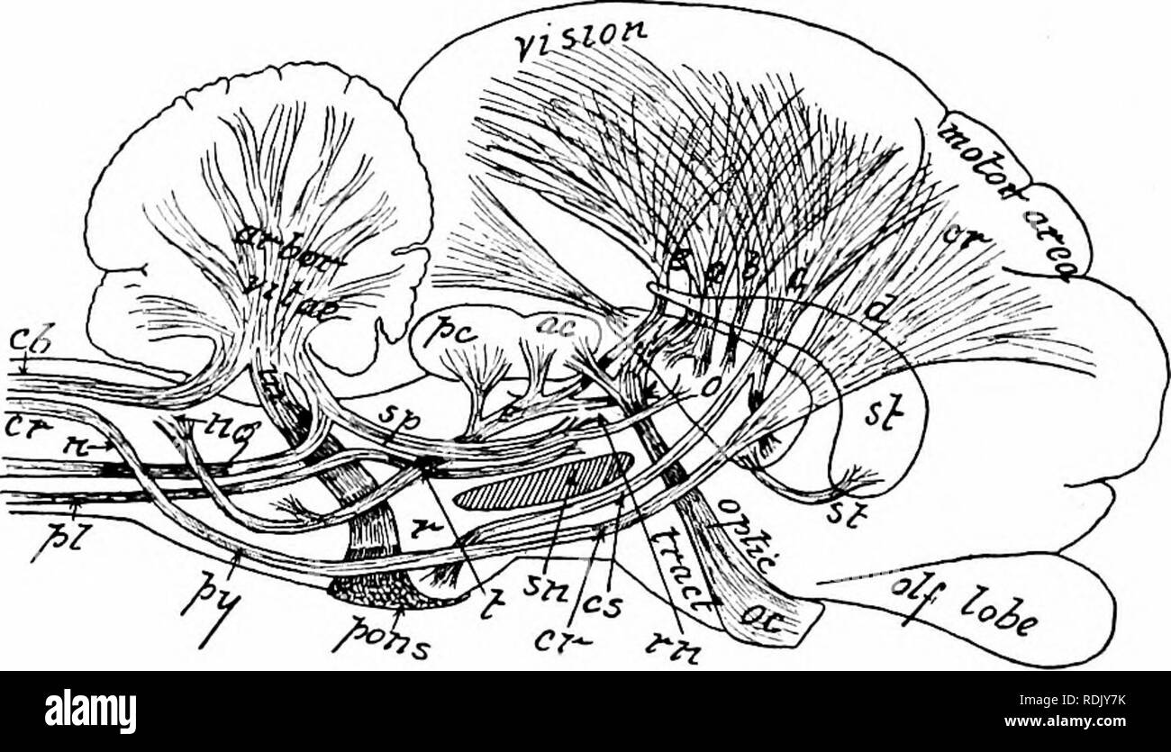 . Mammalian anatomy : with special reference to the cat . Mammals ...