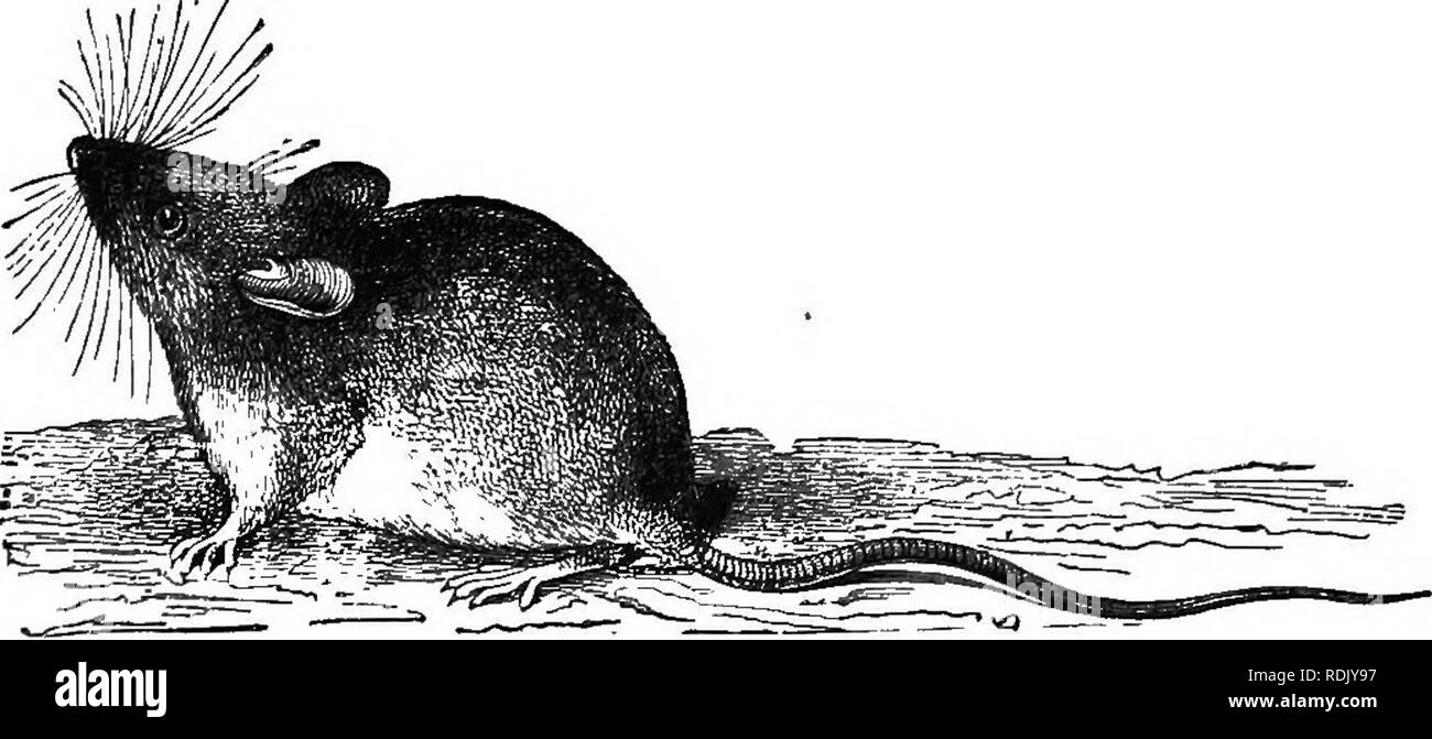 Haulm potato Black and White Stock Photos & Images - Alamy