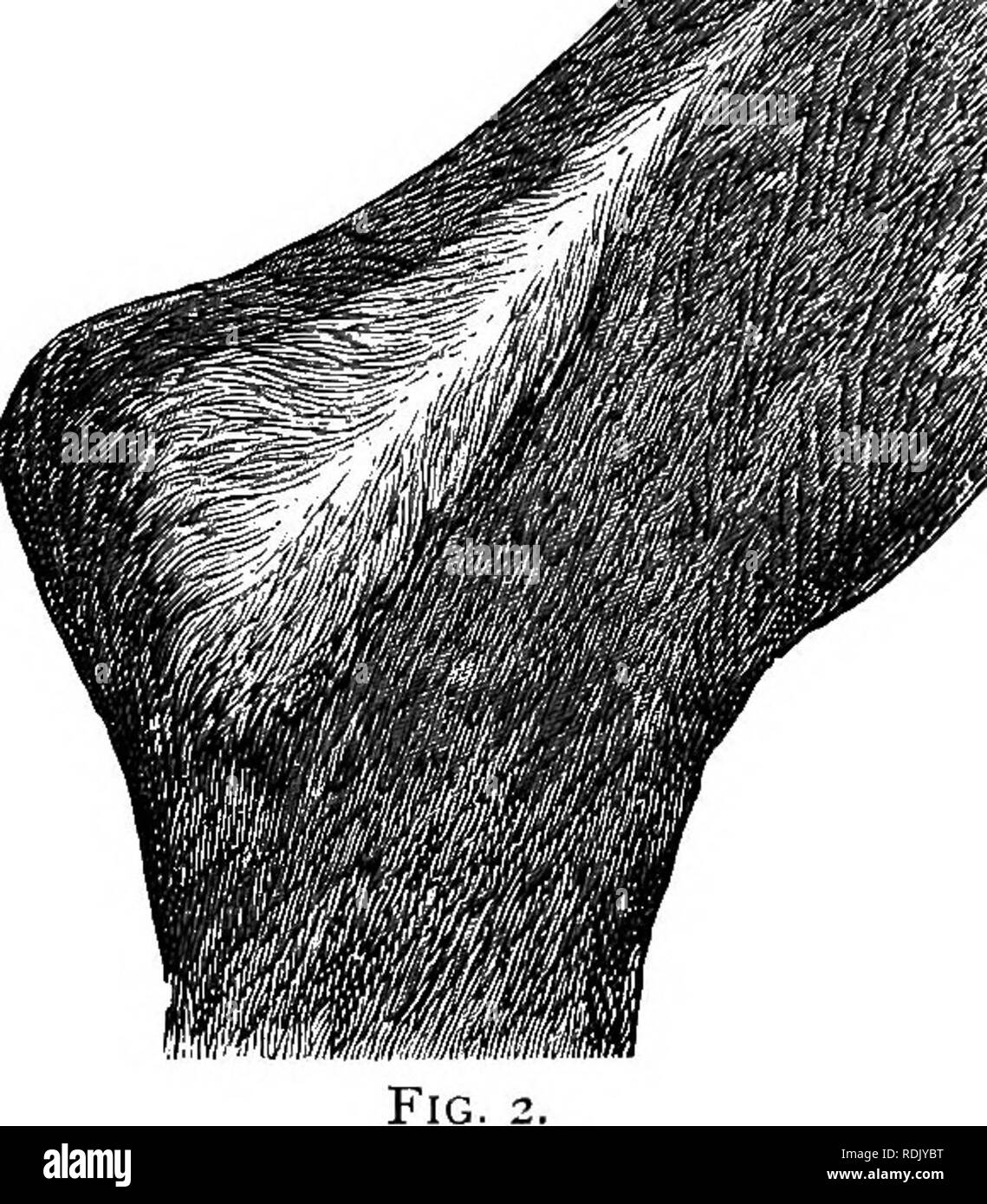 Tarsal glands Black and White Stock Photos & Images - Alamy