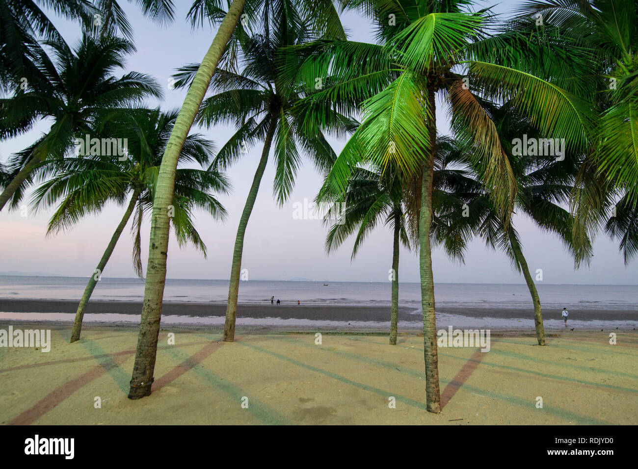 the Bang Saen Beach at the Town of Bangsaen in the Provinz Chonburi in ...