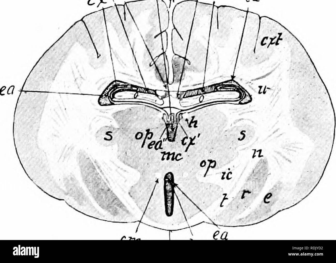 Posterior White Commissure