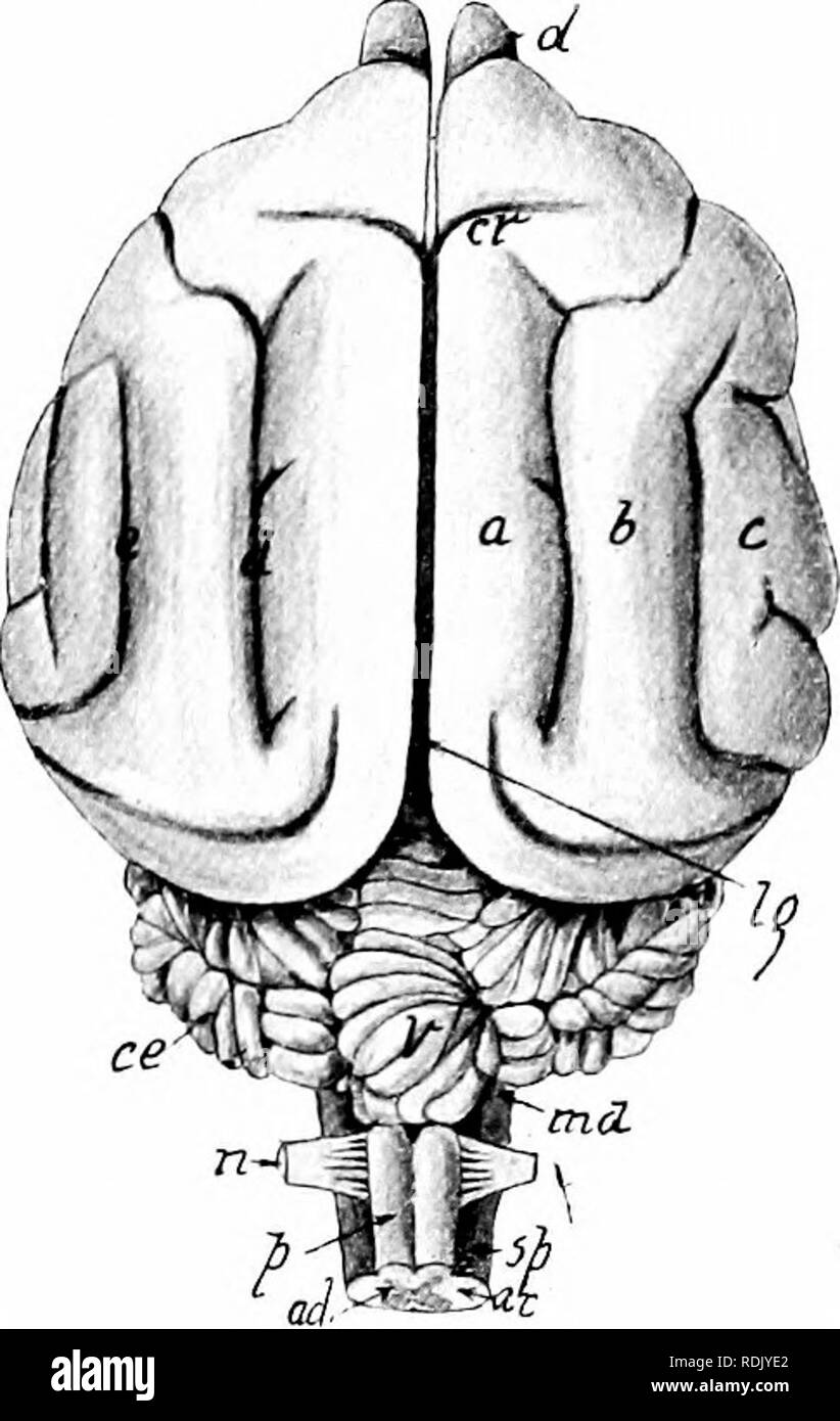 . Mammalian anatomy : with special reference to the cat . Mammals ...