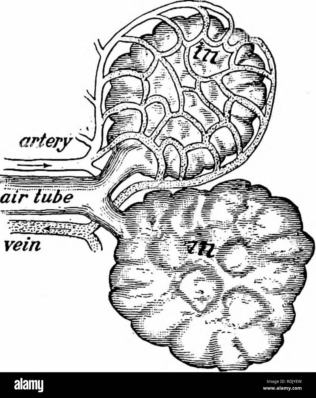 Cat trachea hi-res stock photography and images - Alamy