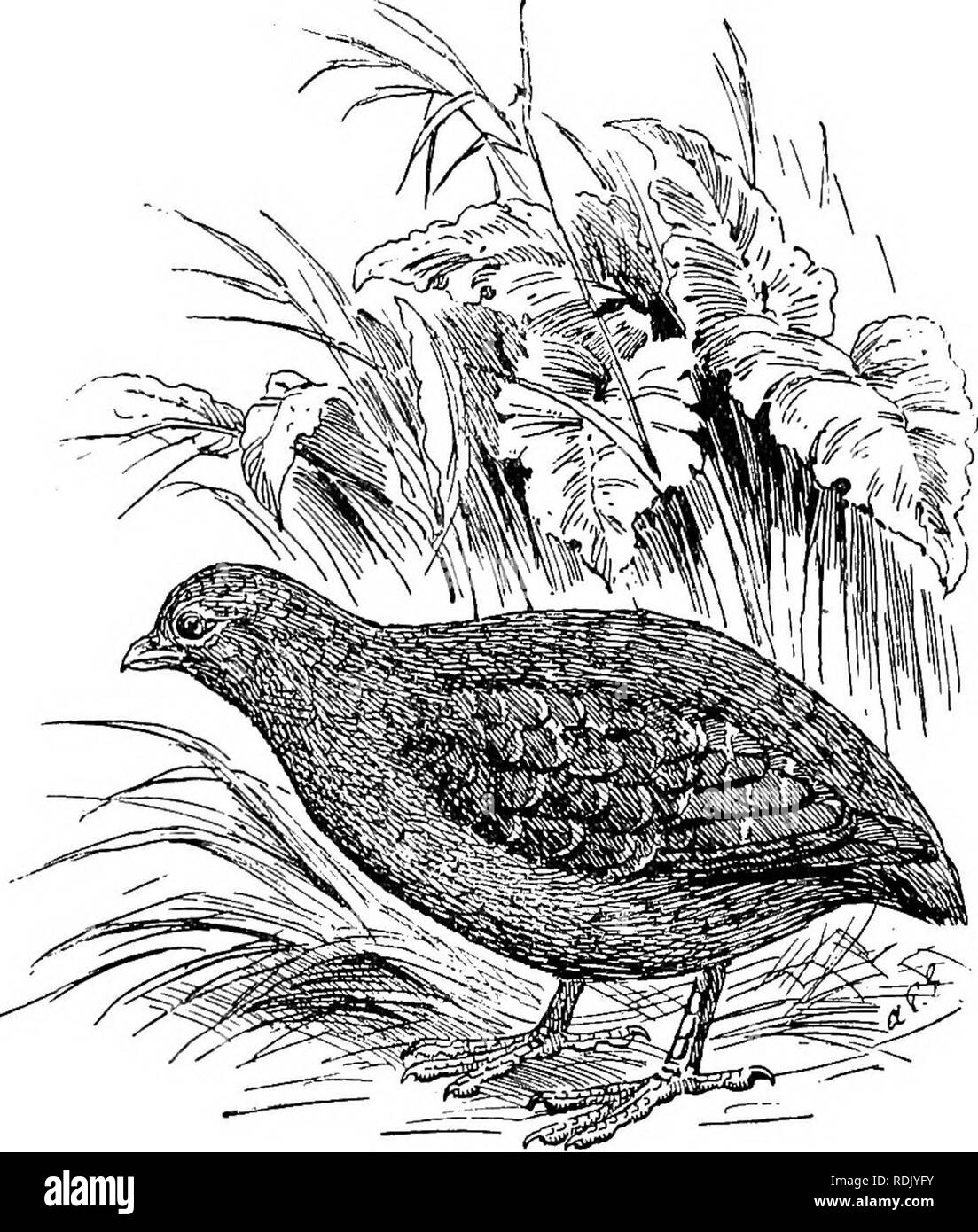 Megapode eggs hi-res stock photography and images - Alamy