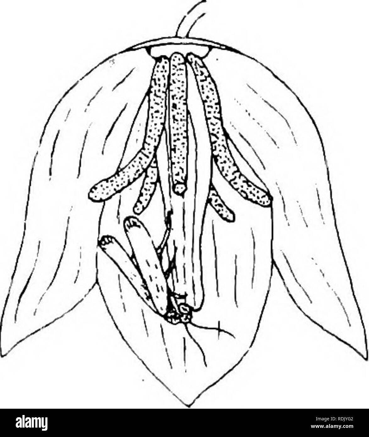 Yucca moth hi-res stock photography and images - Alamy