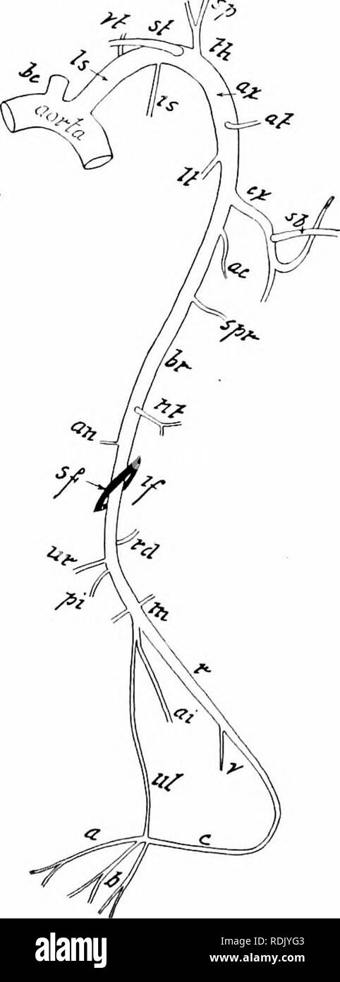 . Mammalian anatomy : with special reference to the cat . Mammals ...