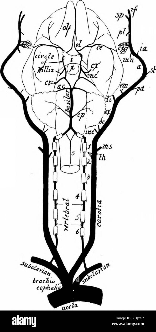 Common Carotid Artery Cat