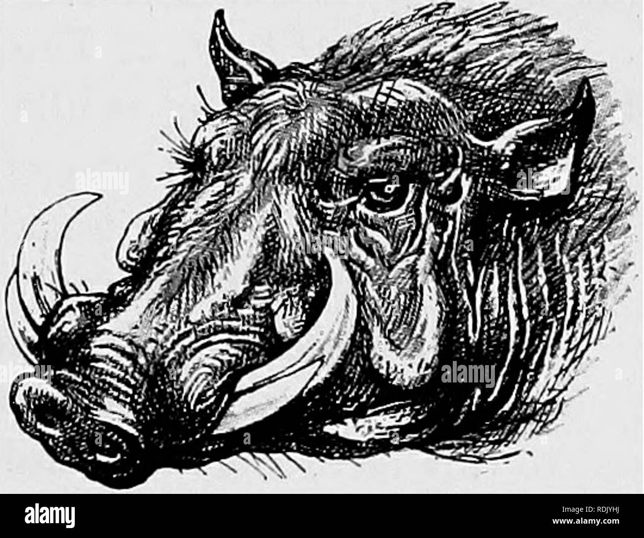 . Catalogue of the ungulate mammals in the British Museum (Natural ...