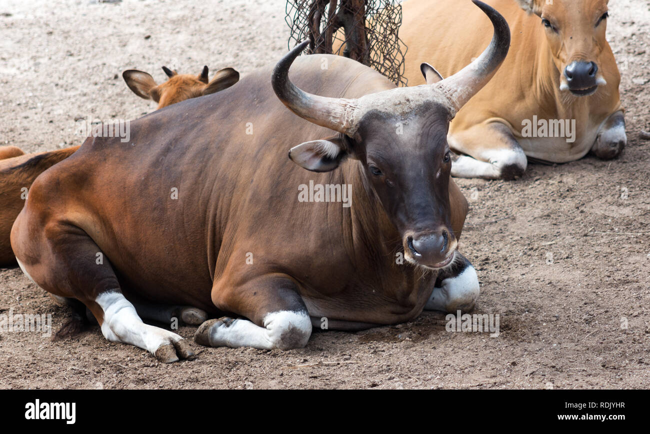 Bull in the farm Stock Photo - Alamy