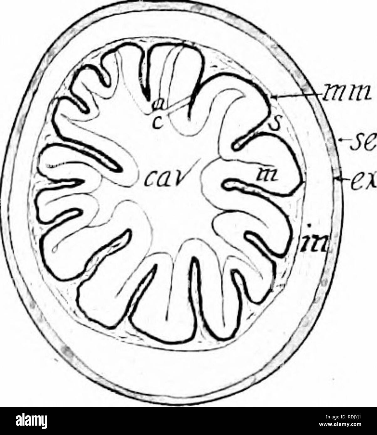 . Mammalian anatomy : with special reference to the cat . Mammals ...