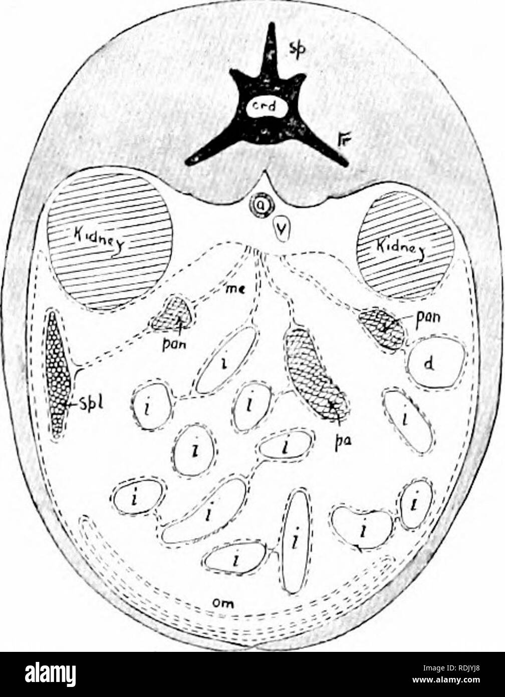 . Mammalian anatomy : with special reference to the cat . Mammals ...