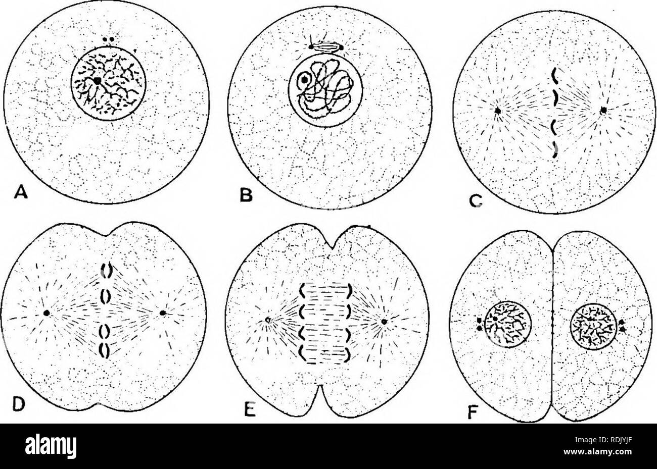 Cell division in animal cells hi-res stock photography and images - Alamy