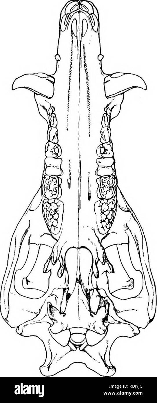 . Catalogue of the ungulate mammals in the British Museum (Natural ...