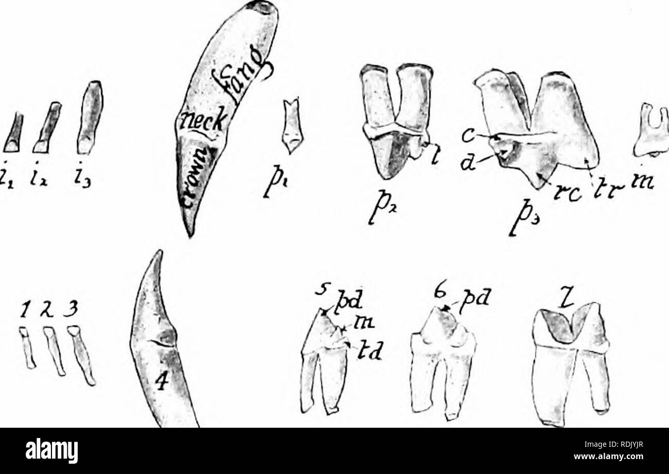 . Mammalian anatomy : with special reference to the cat . Mammals ...