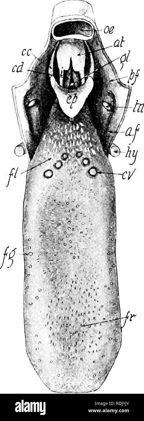 . Mammalian anatomy : with special reference to the cat . Mammals ...