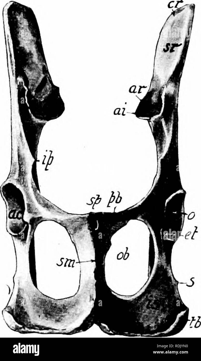 . Mammalian anatomy : with special reference to the cat . Mammals ...