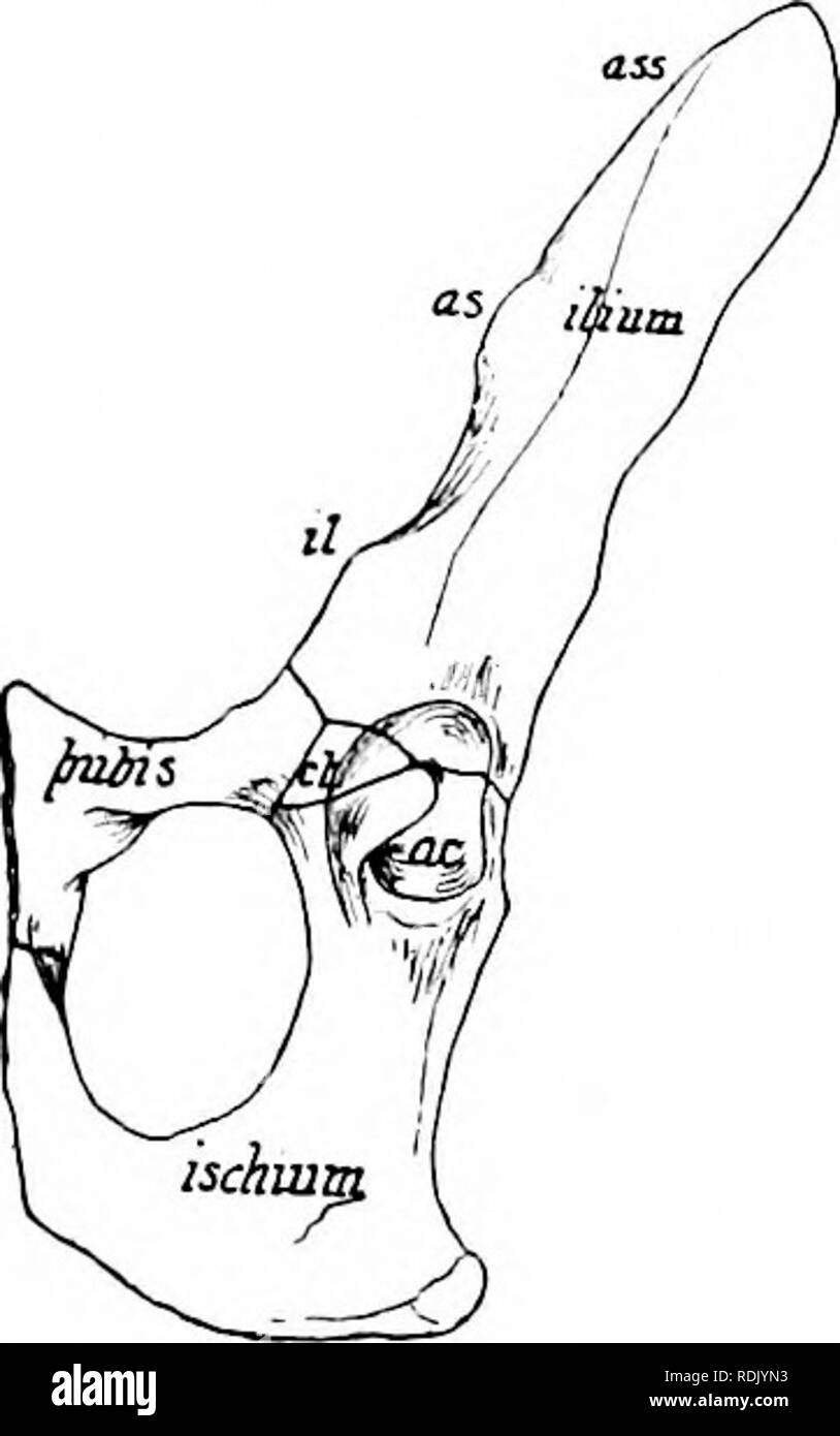 Pubis bone Black and White Stock Photos & Images - Alamy