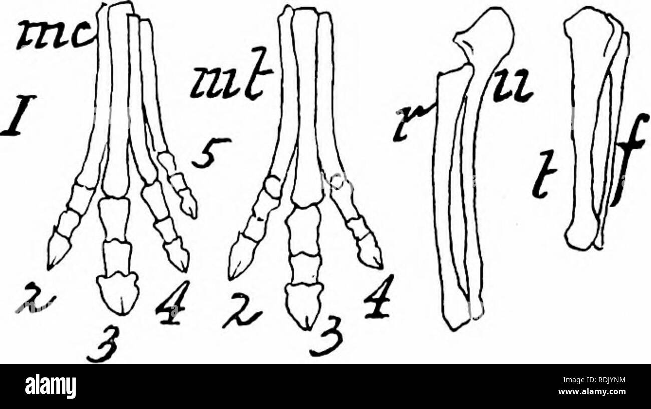 . Mammalian anatomy : with special reference to the cat . Mammals ...