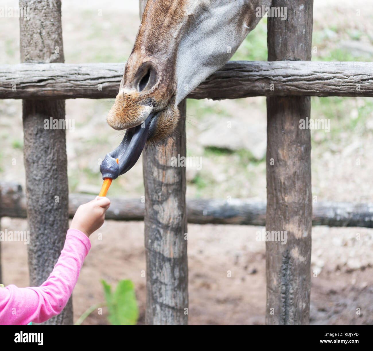 Giraffe eating carrot from child's hand in the zoo Stock Photo - Alamy