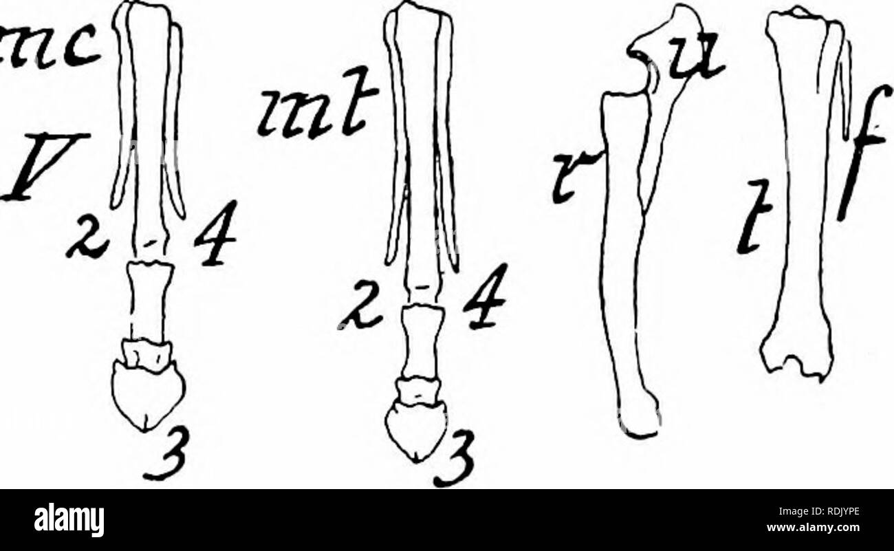 Mammalian anatomy special reference cat hi-res stock photography and ...