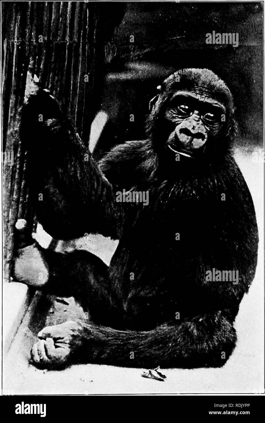 . The minds and manners of wild animals; a book of personal ...